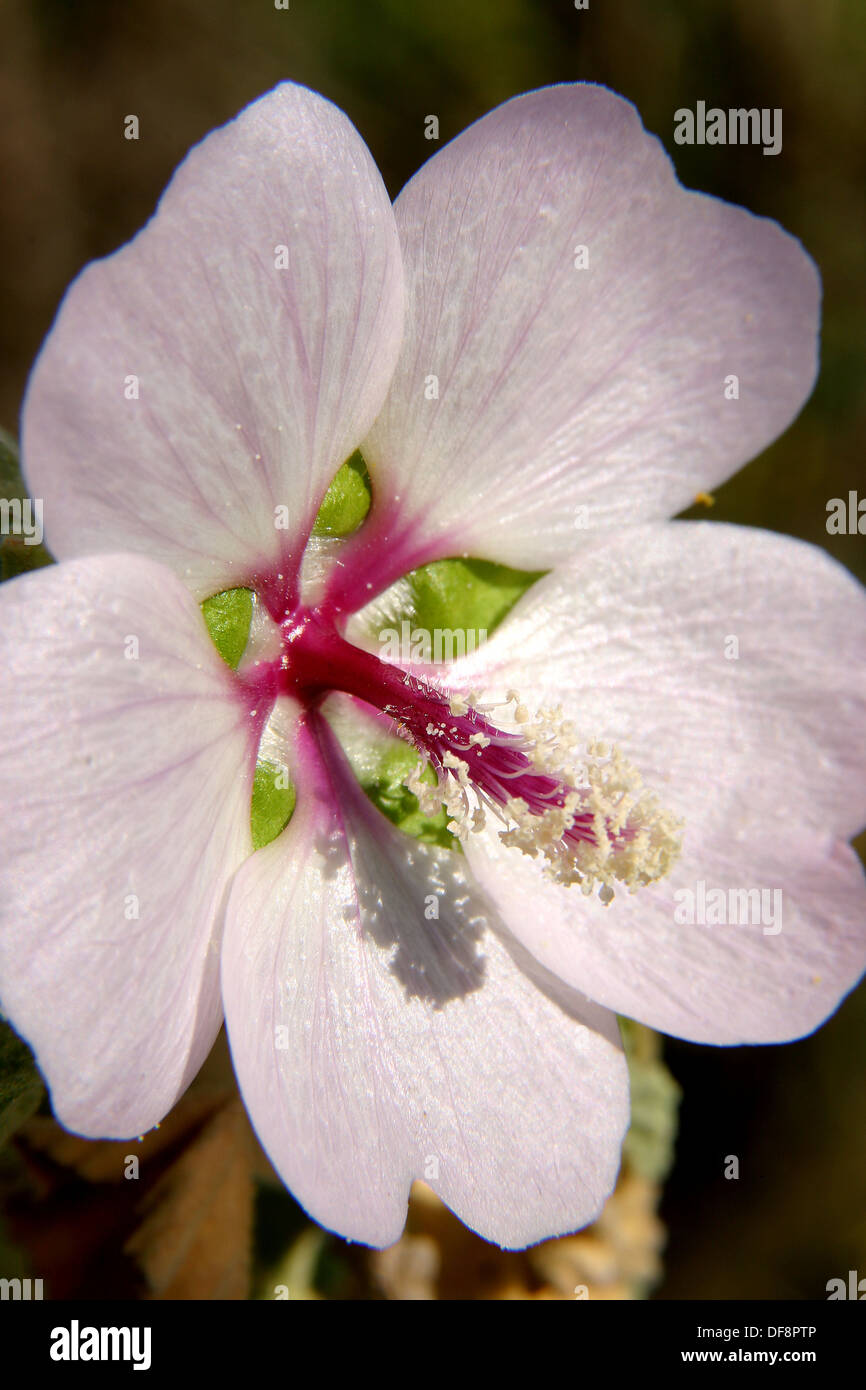 Lavatera maritima hi-res stock photography and images - Alamy