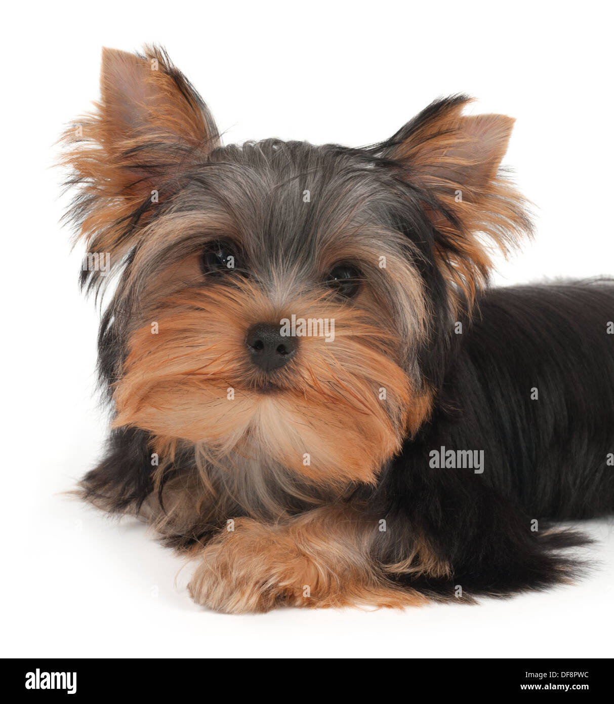 Cute portrait hi-res stock photography and images - Alamy