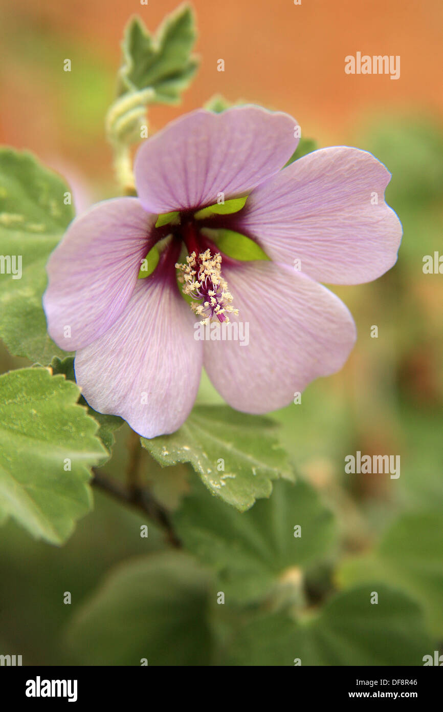 Tree mallow lavatera maritima hi-res stock photography and images - Alamy