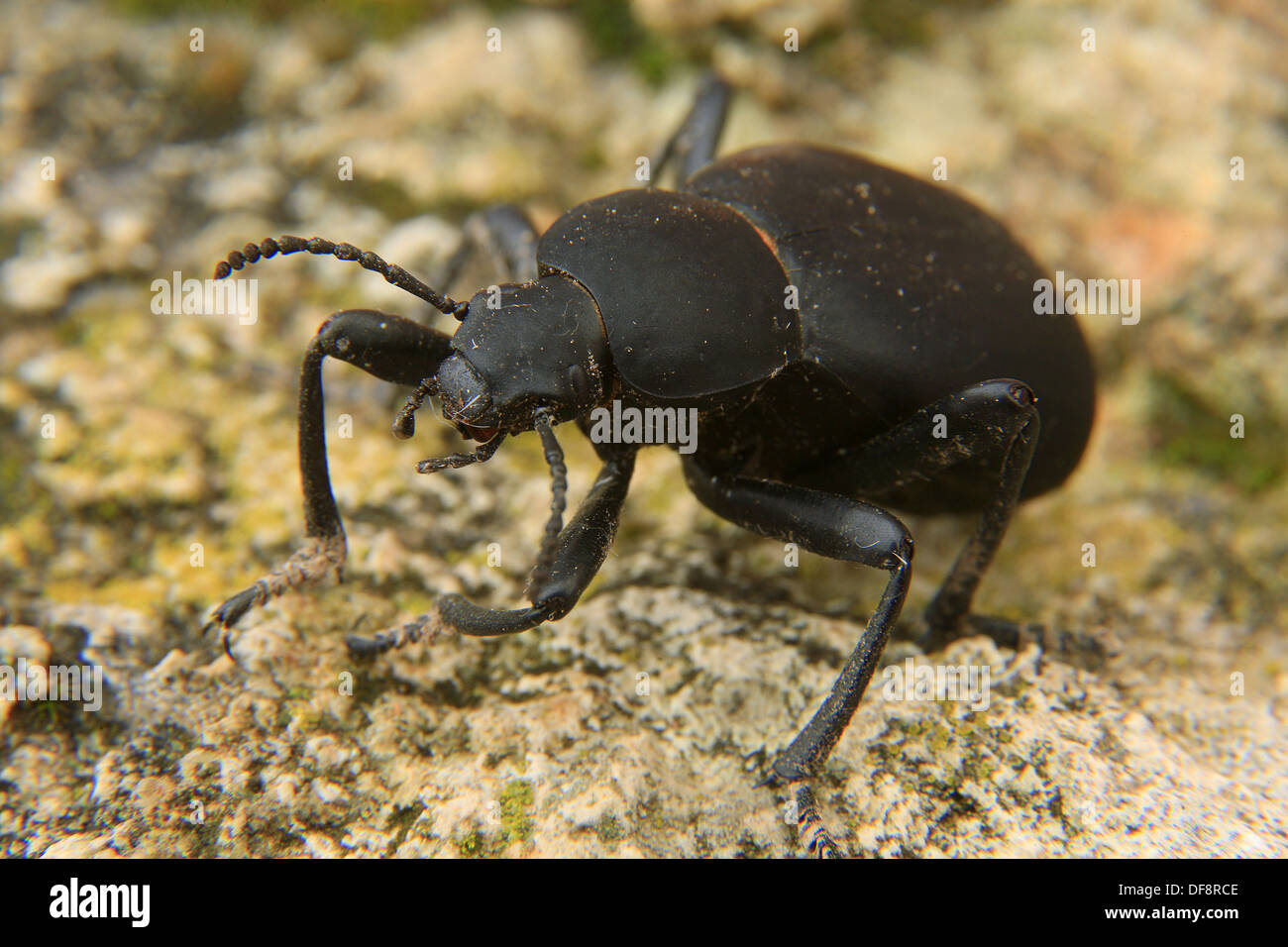 Akis hi-res stock photography and images - Alamy