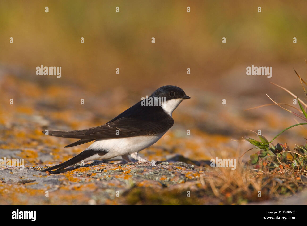 Delichon hi-res stock photography and images - Alamy