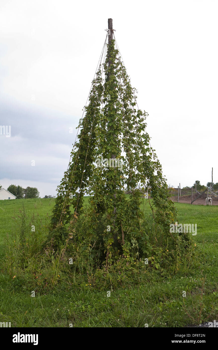 Hop yard hi-res stock photography and images - Alamy