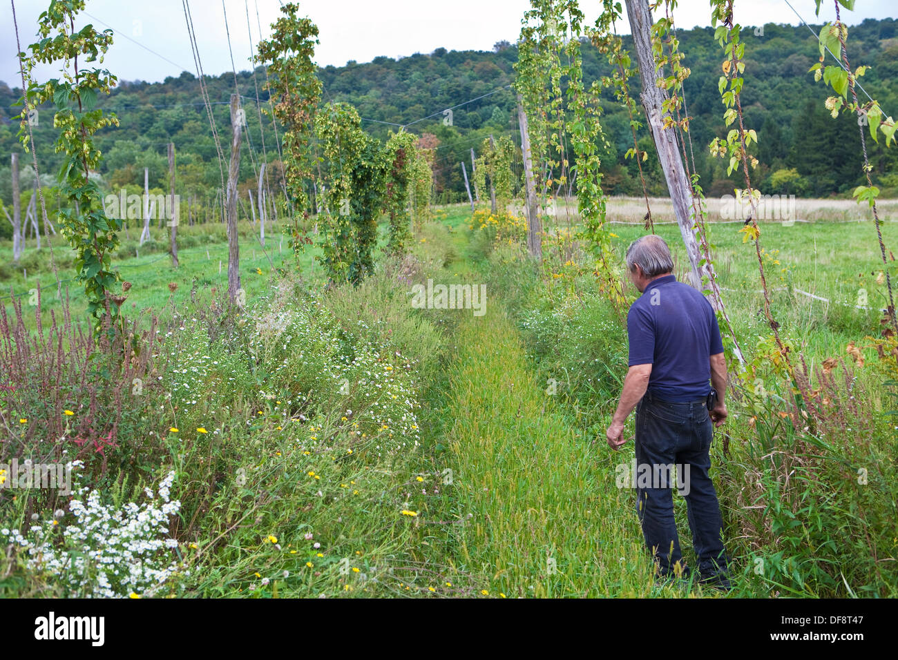 Hop farm hi-res stock photography and images - Alamy