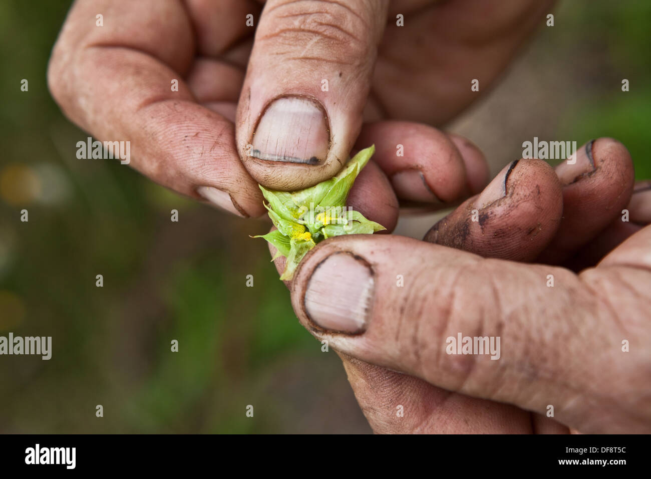 Hop yard hi-res stock photography and images - Alamy