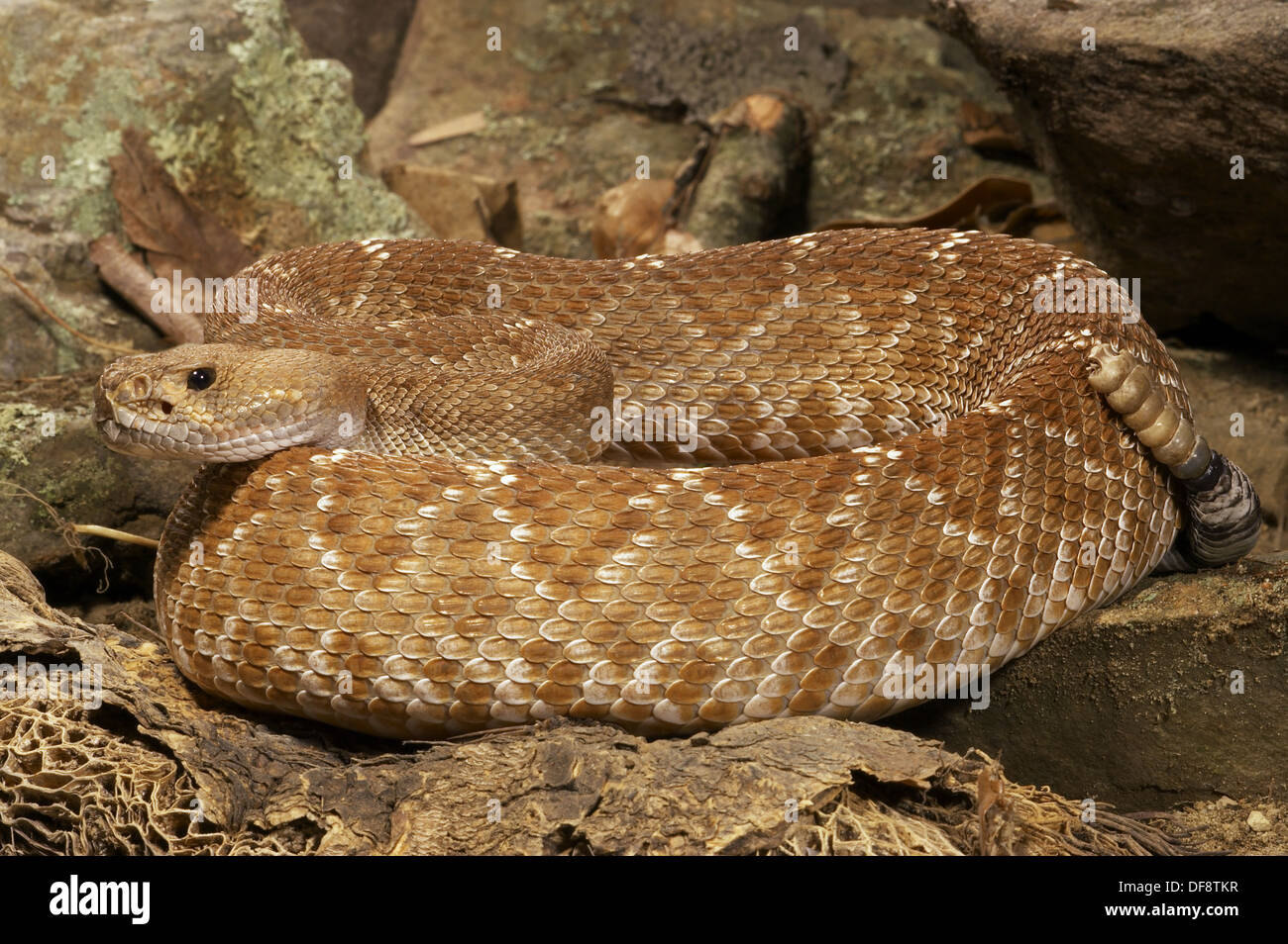 Crotalus ruber hi-res stock photography and images - Alamy