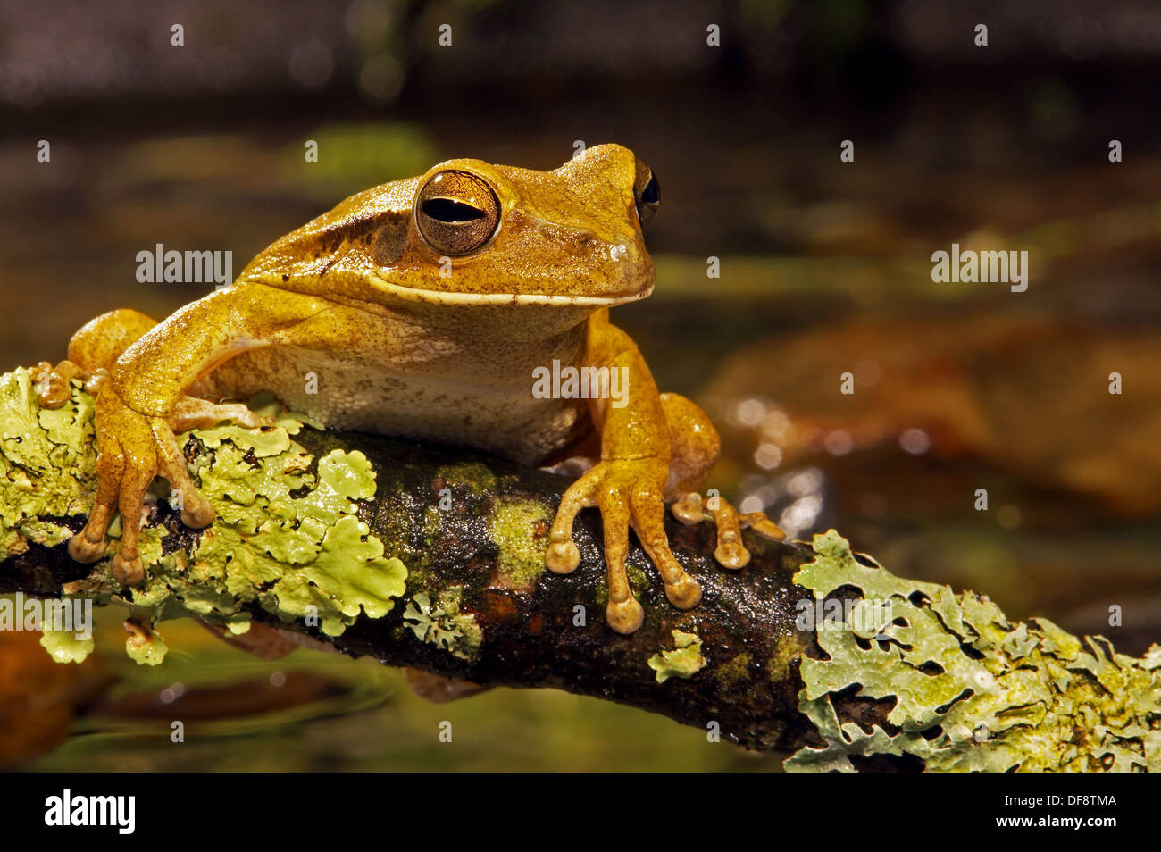 Raniceps image hi-res stock photography and images - Alamy