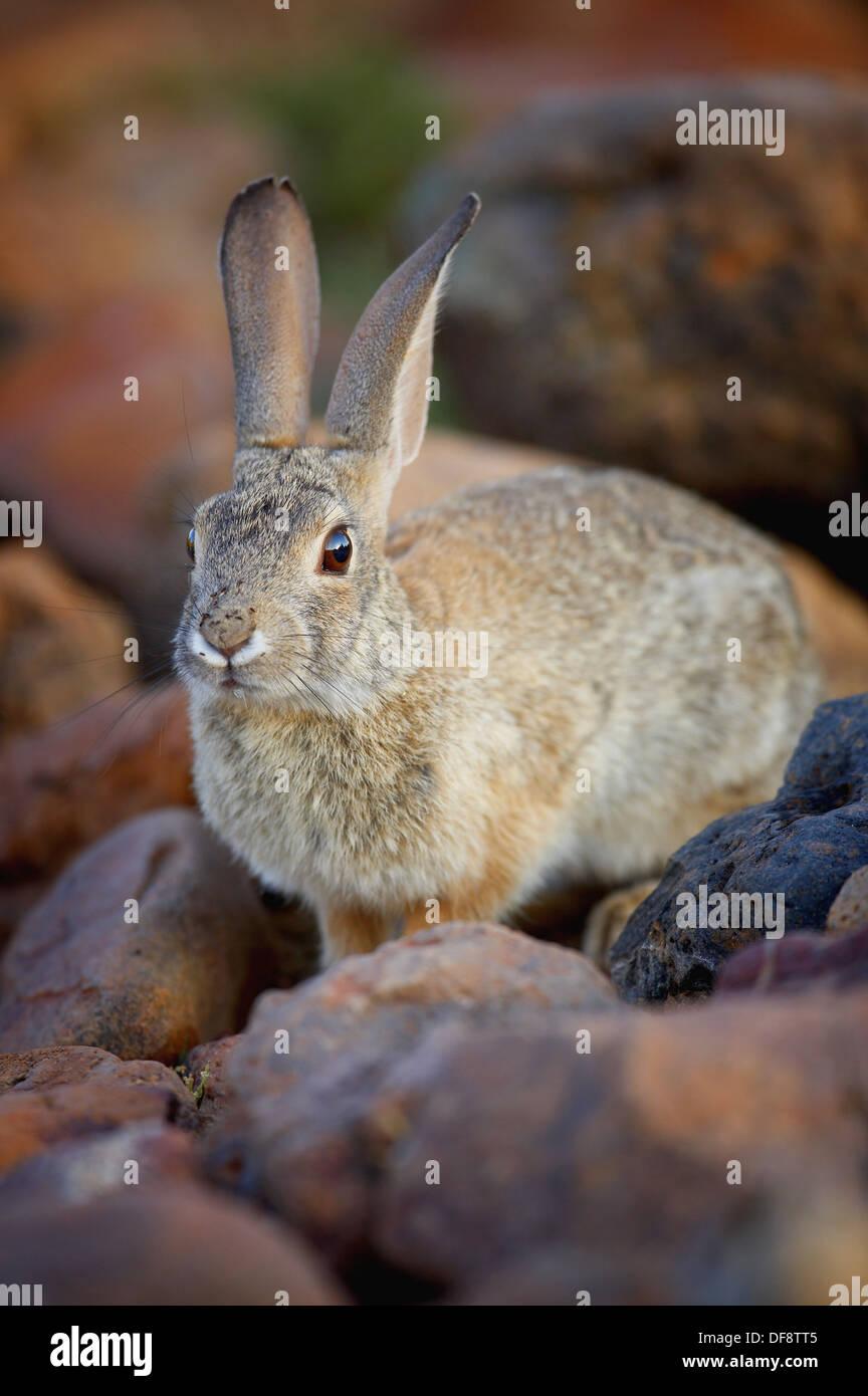 Cottontail standing hi-res stock photography and images - Alamy