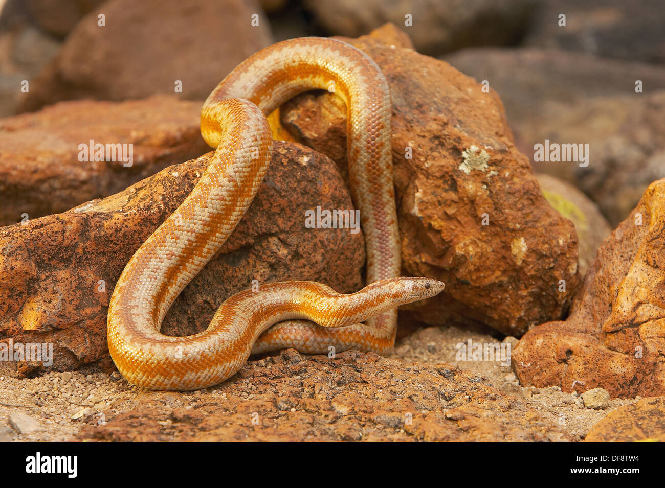Desert rosy boa hi-res stock photography and images - Alamy