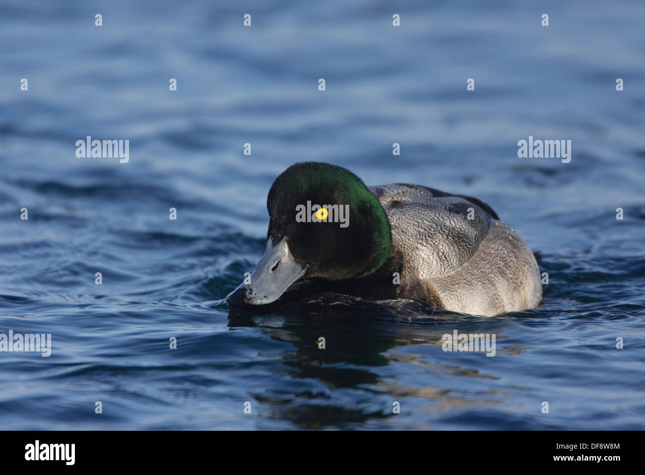 Greater Scaup (Aythya marila Stock Photo - Alamy