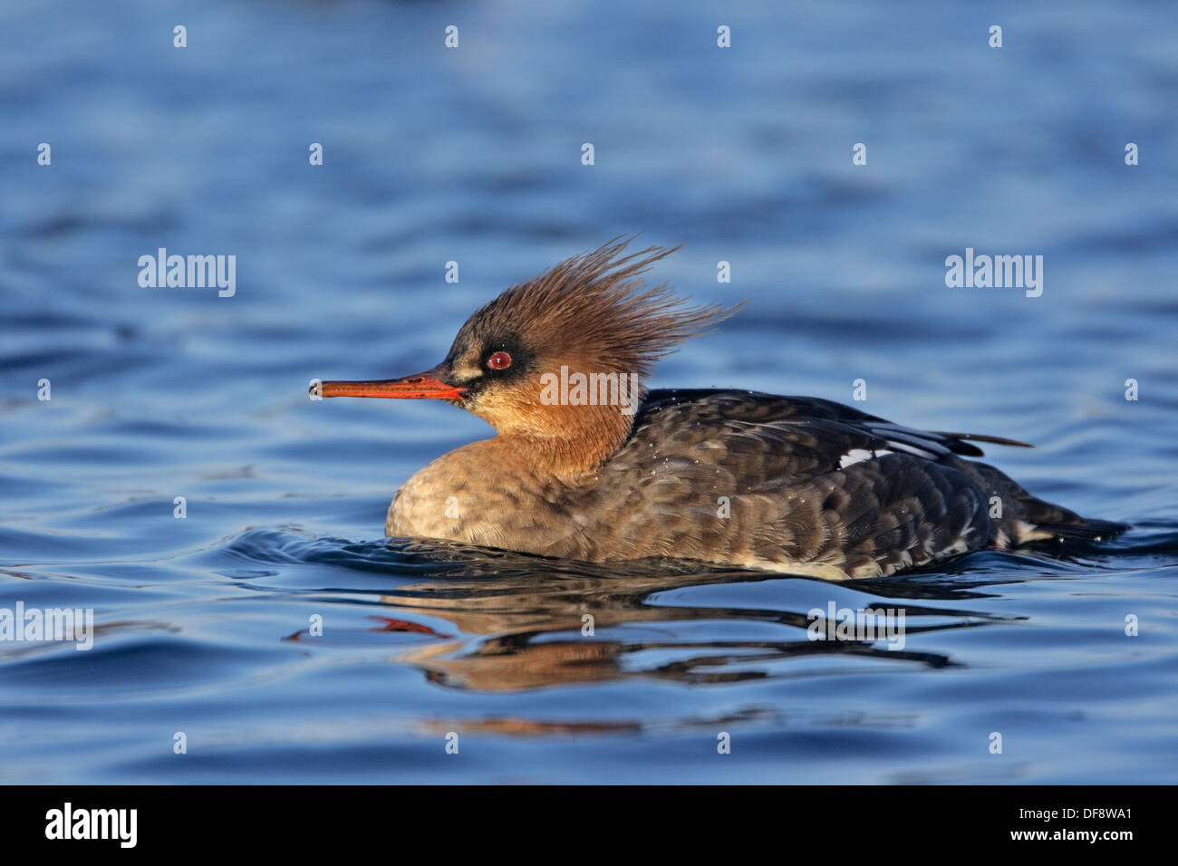Red breasted merganser sea hi-res stock photography and images - Alamy