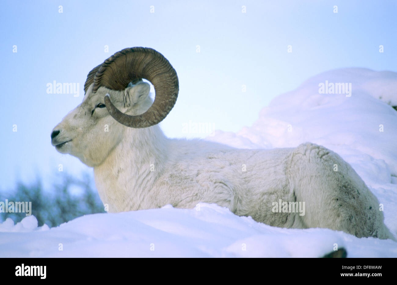 Dall sheep chugach hi-res stock photography and images - Alamy