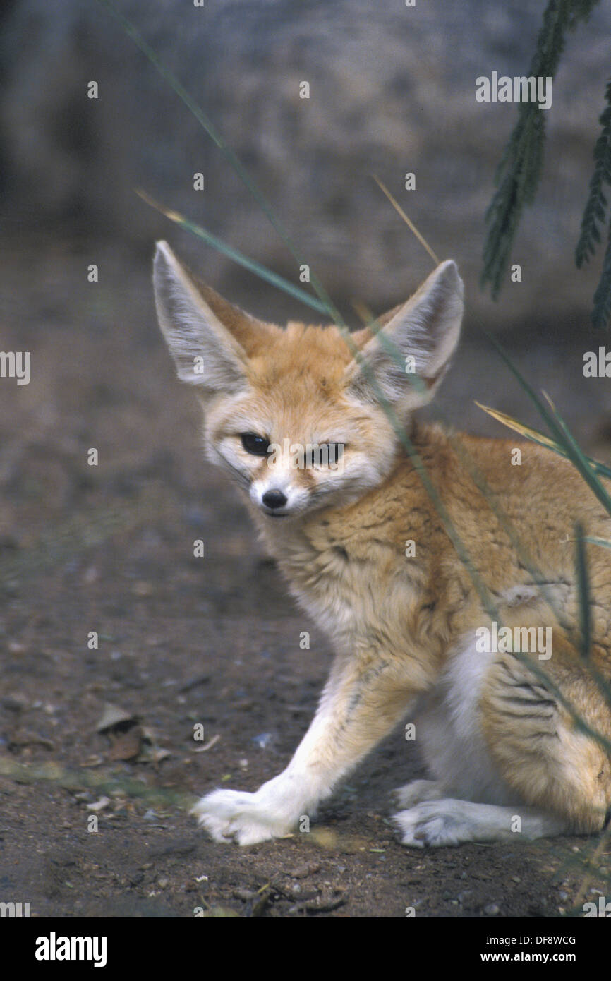 Fennec image hi-res stock photography and images - Alamy