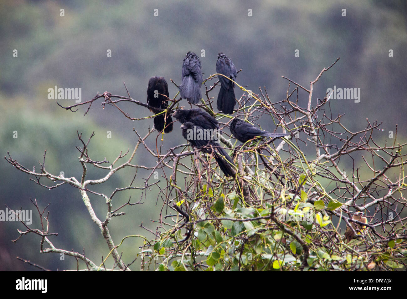 Black birds hi-res stock photography and images - Alamy