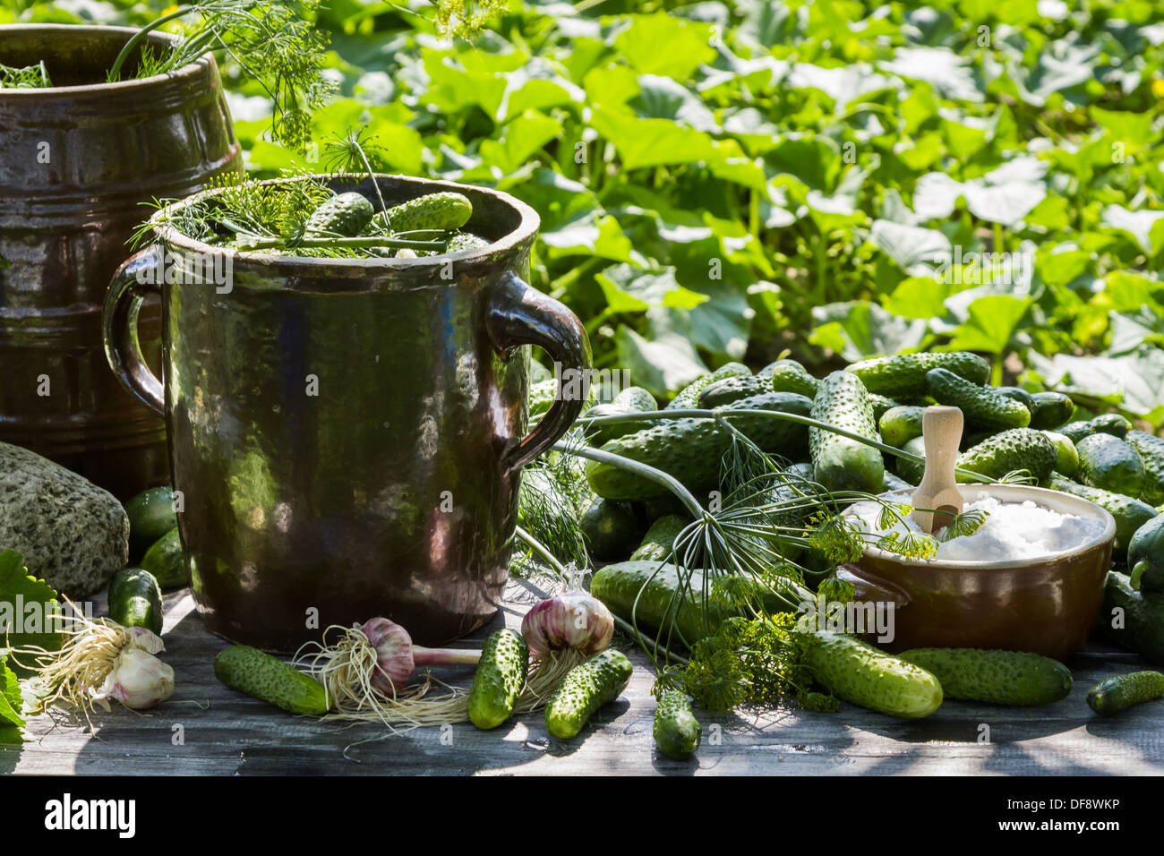 Pickling low-salt cucumbers in a clay pot Stock Photo - Alamy