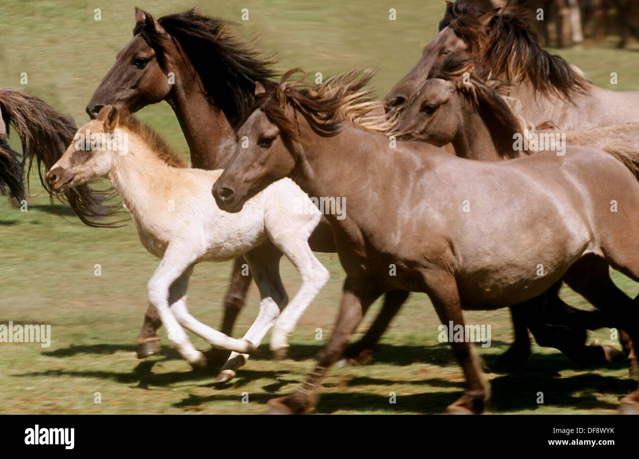 Dulmen wild ponies hi-res stock photography and images - Alamy