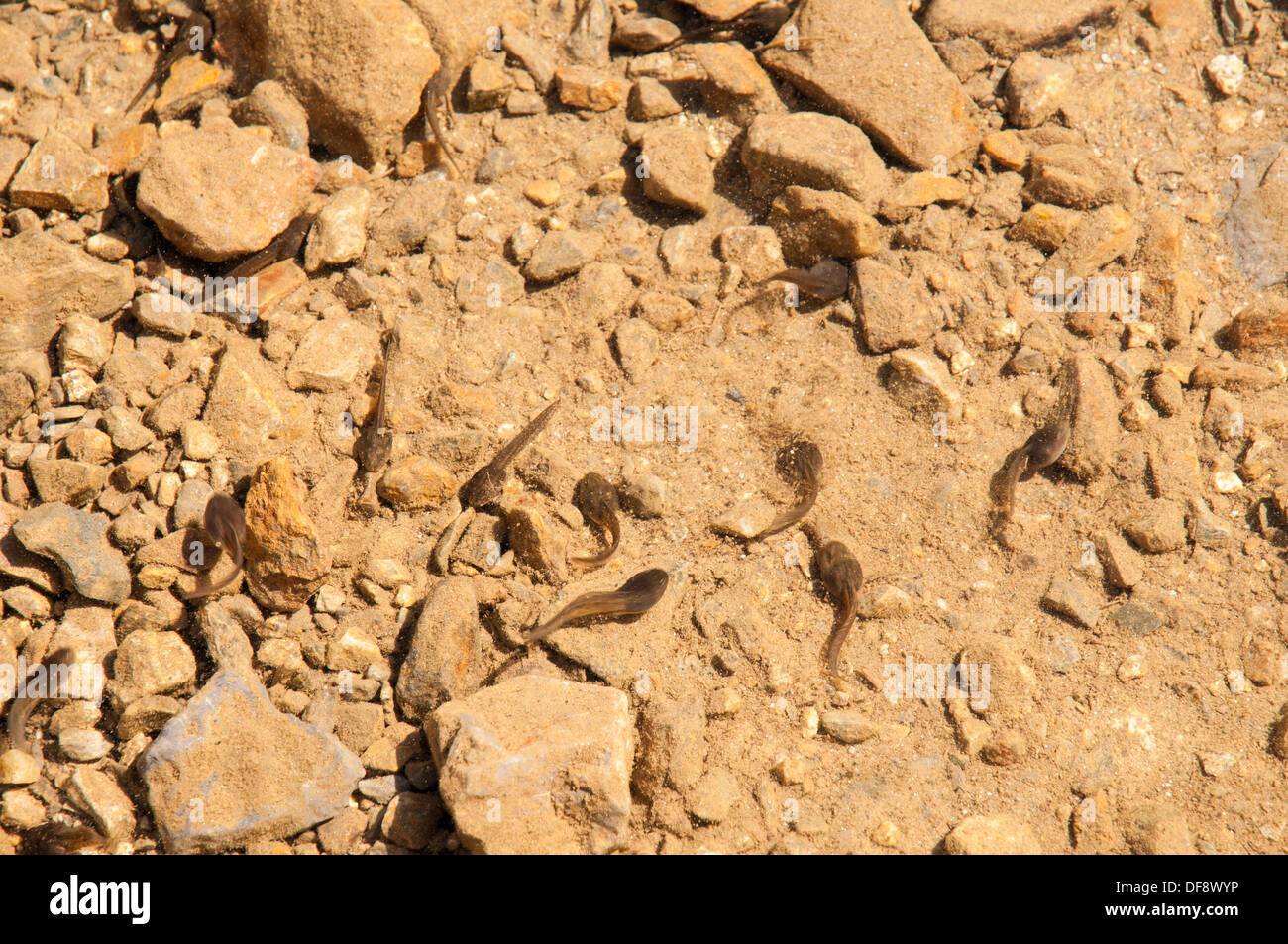 tadpoles swimming underwater in search of food Stock Photo - Alamy