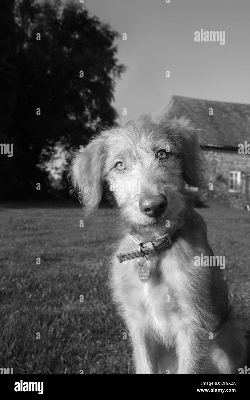 Bedlington lurcher hi-res stock photography and images - Alamy