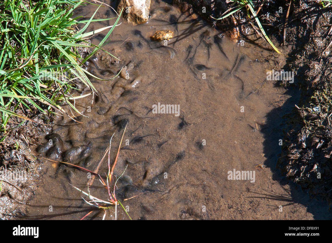 Newt tadpoles pond hi-res stock photography and images - Alamy