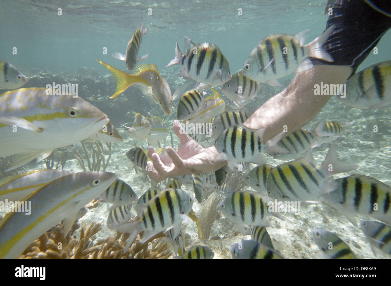 Snorkeler surrounded by Yellowtail Snappers and Sergeant Major fish ...