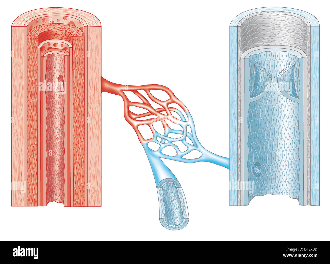 Blood Vessel High Resolution Stock Photography and Images - Alamy
