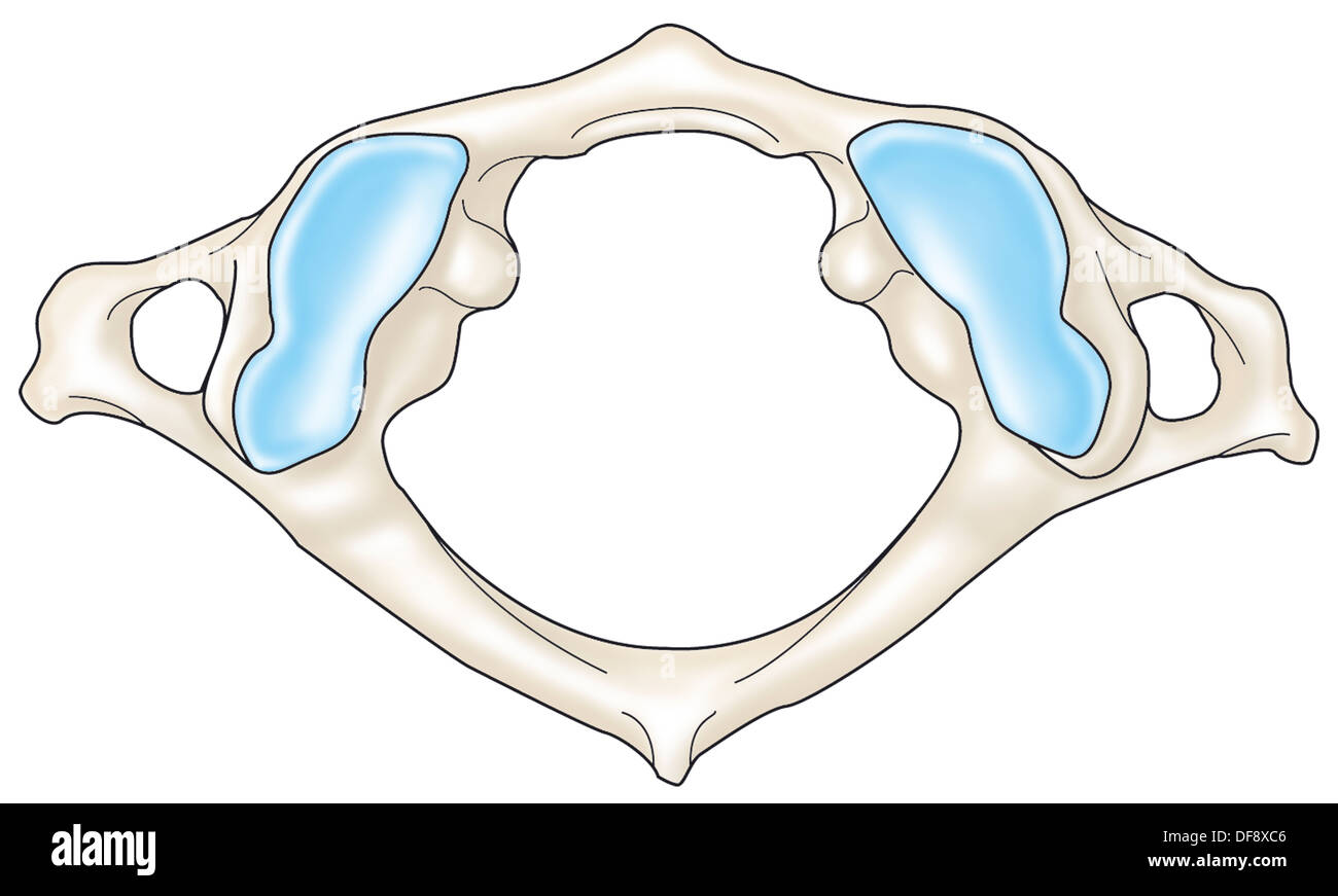 Shown Here Is The First Cervical Vertebra Atlas Vector, 60% OFF Shown Here Is The First Cervical Vertebra Atlas Vector, 60% OFF