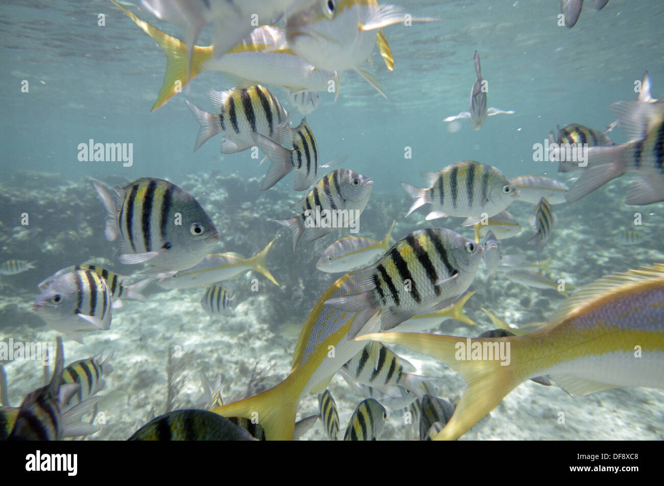 Sergeant major fish caribbean hi-res stock photography and images - Alamy