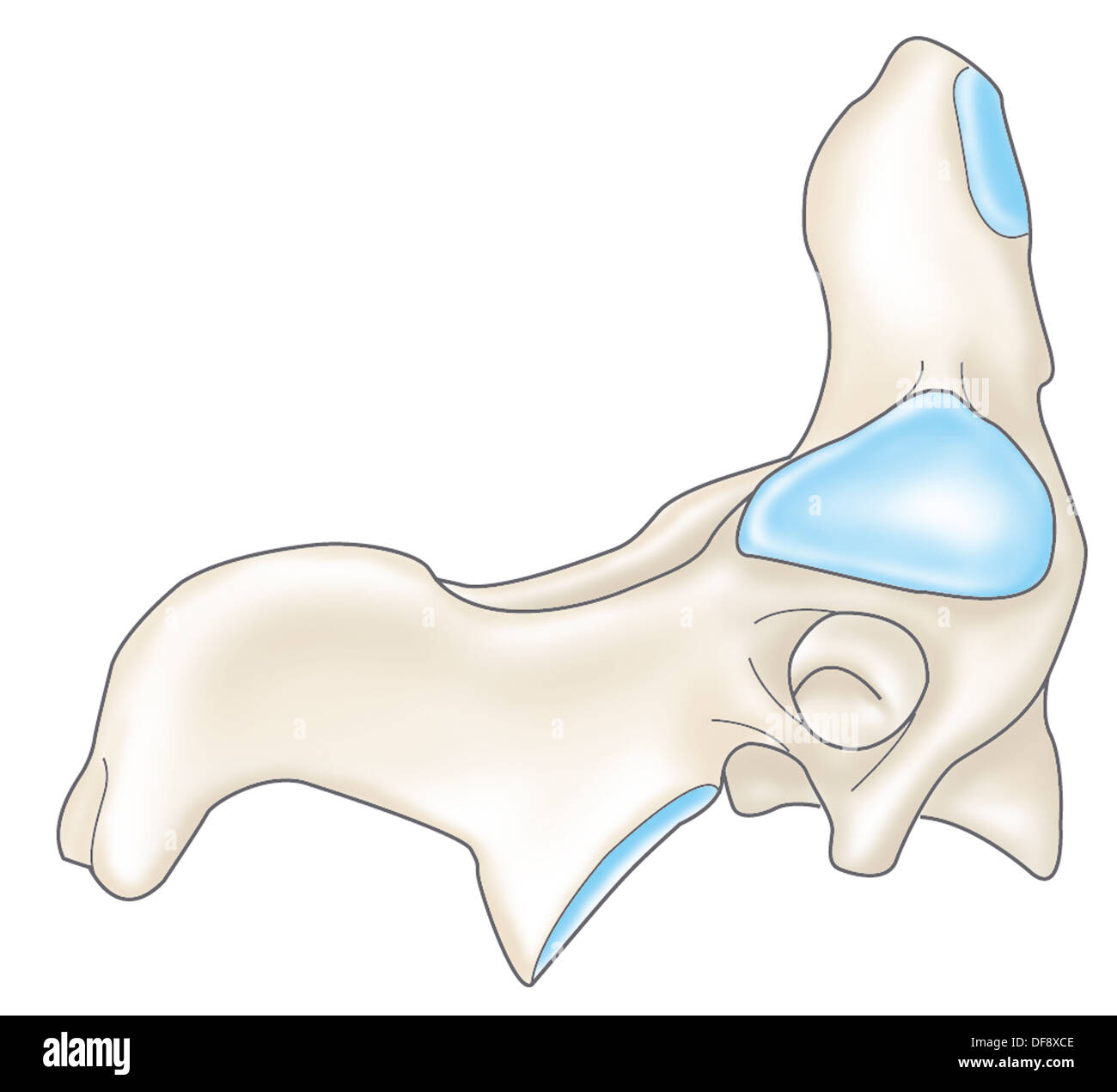 CERVICAL VERTEBRA, DRAWING Stock Photo - Alamy