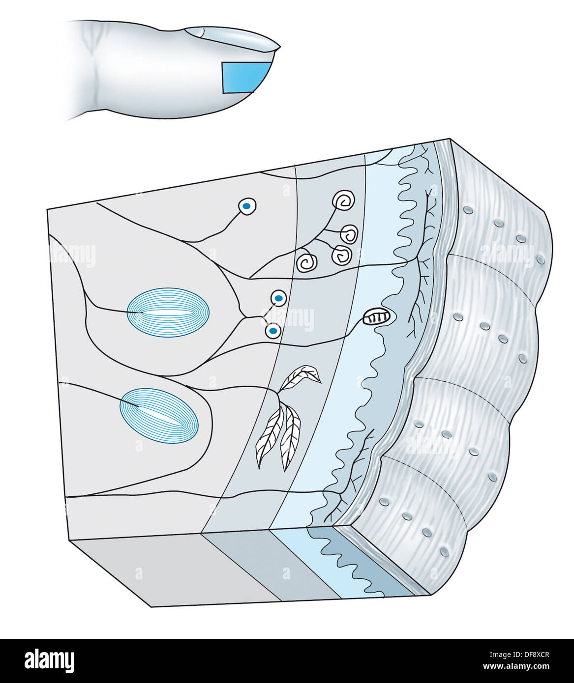 Sense of touch anatomy hi-res stock photography and images - Alamy