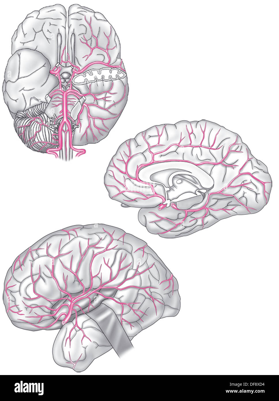 Blood circulation brain drawing hi-res stock photography and images - Alamy