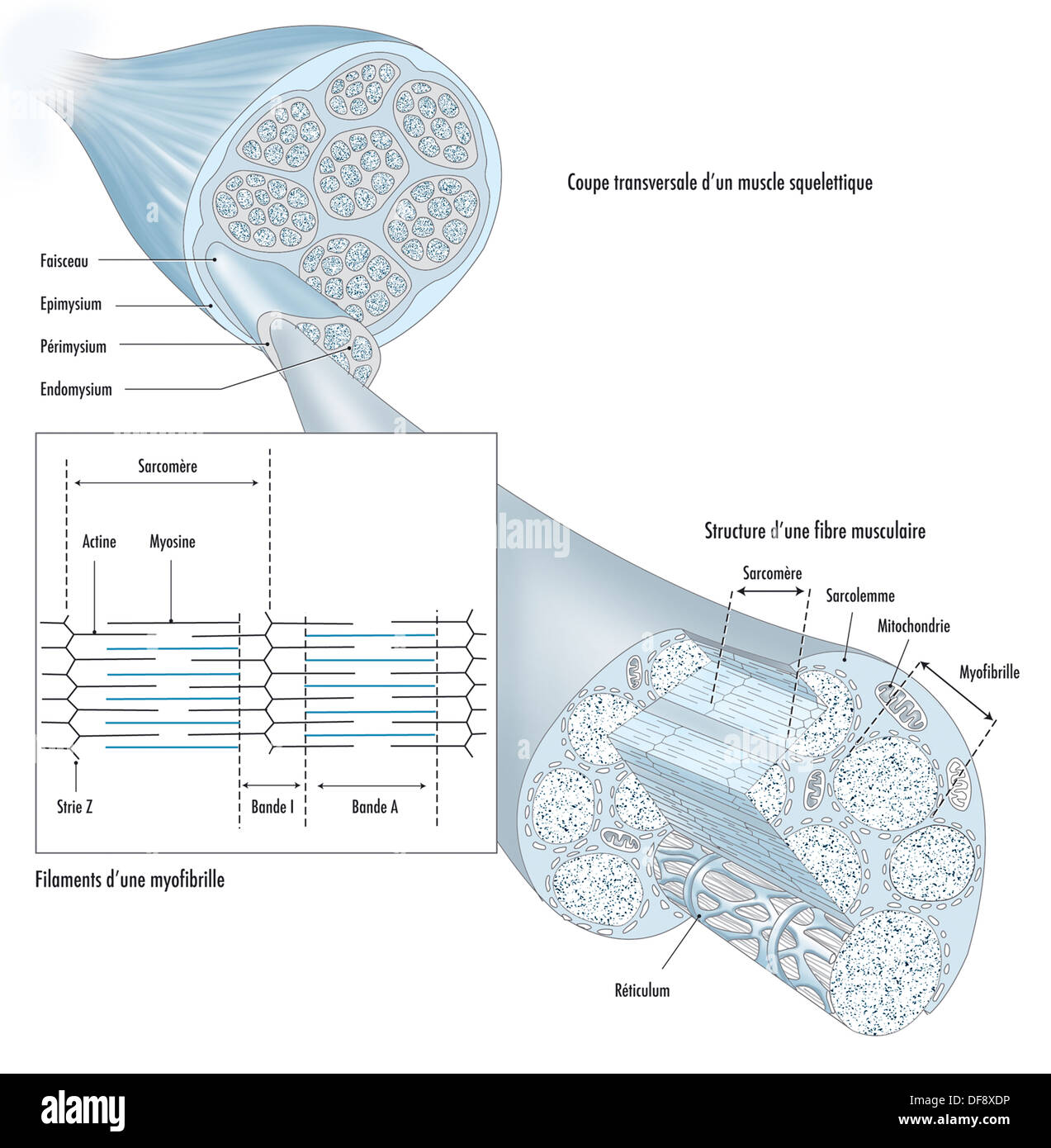 SKELETAL MUSCLE, ILLUSTRATION Stock Photo - Alamy