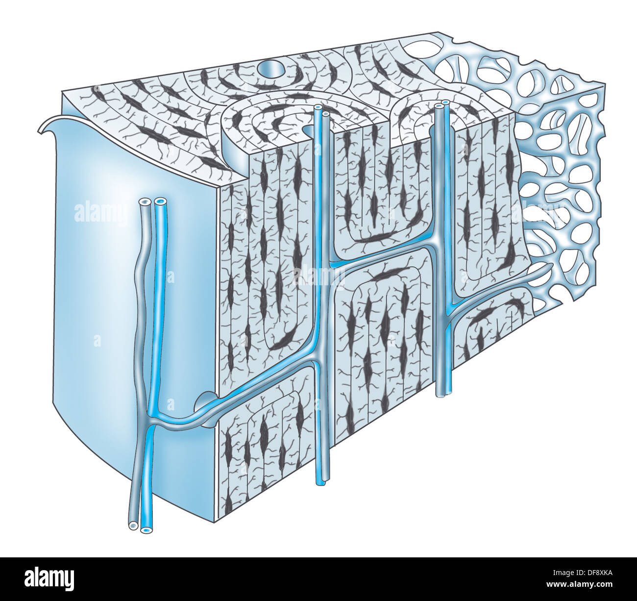 Cancellous and compact bone hi-res stock photography and images - Alamy