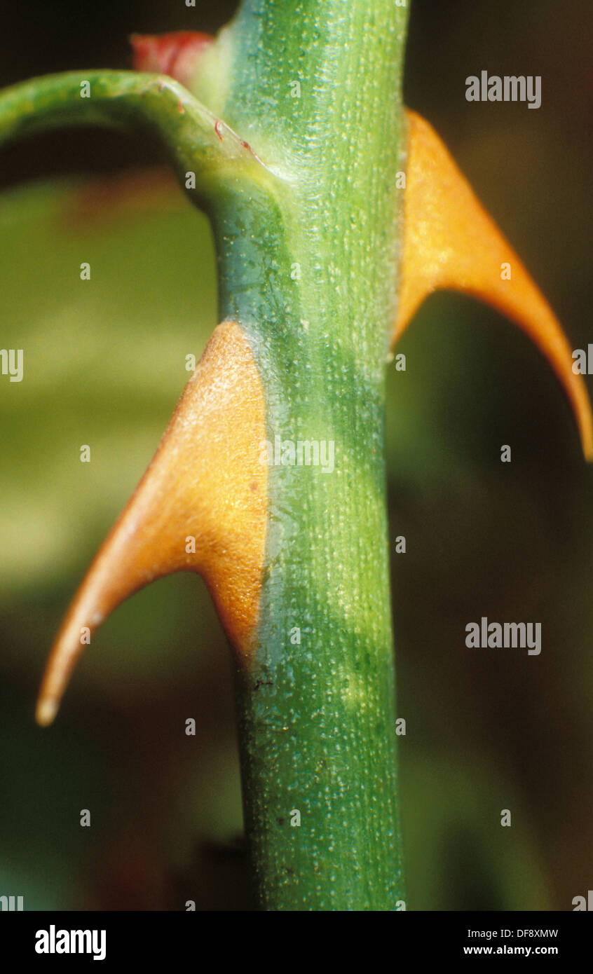 Rose with thorns hi-res stock photography and images - Alamy