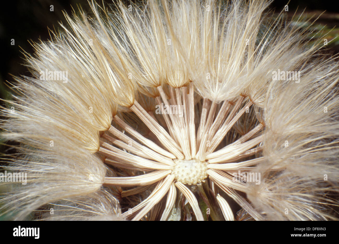 Flower compound hi-res stock photography and images - Alamy