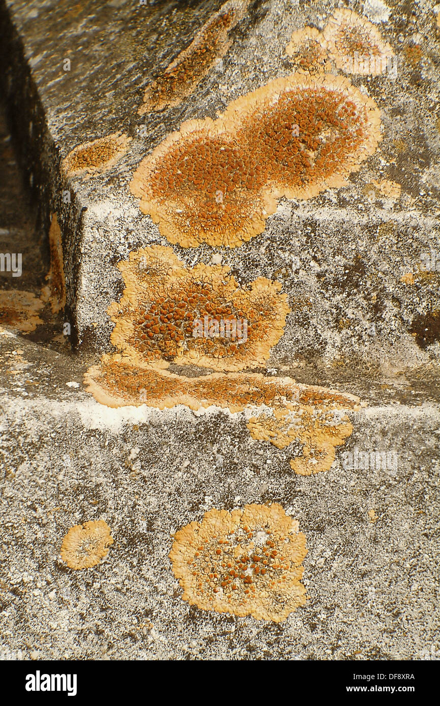 Caloplaca sp hi-res stock photography and images - Alamy