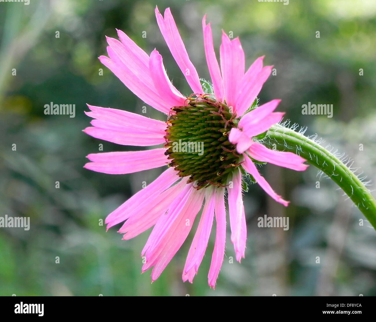 Tennessee coneflower echinacea tennesseensis hi-res stock photography ...