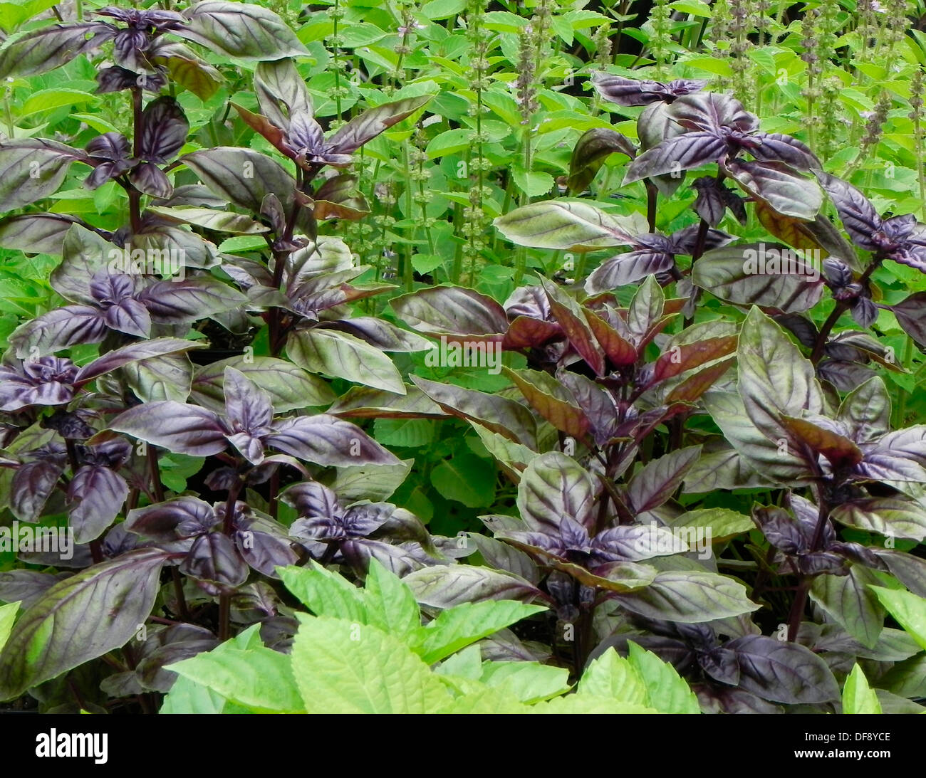 Basil varieties hi-res stock photography and images - Alamy