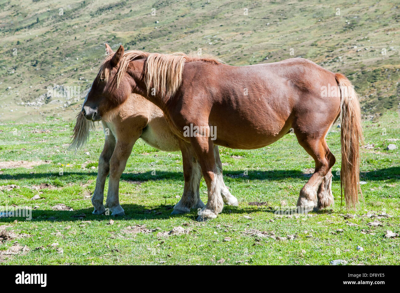 little mare with her mother surrounded by mountains and vegetation ...