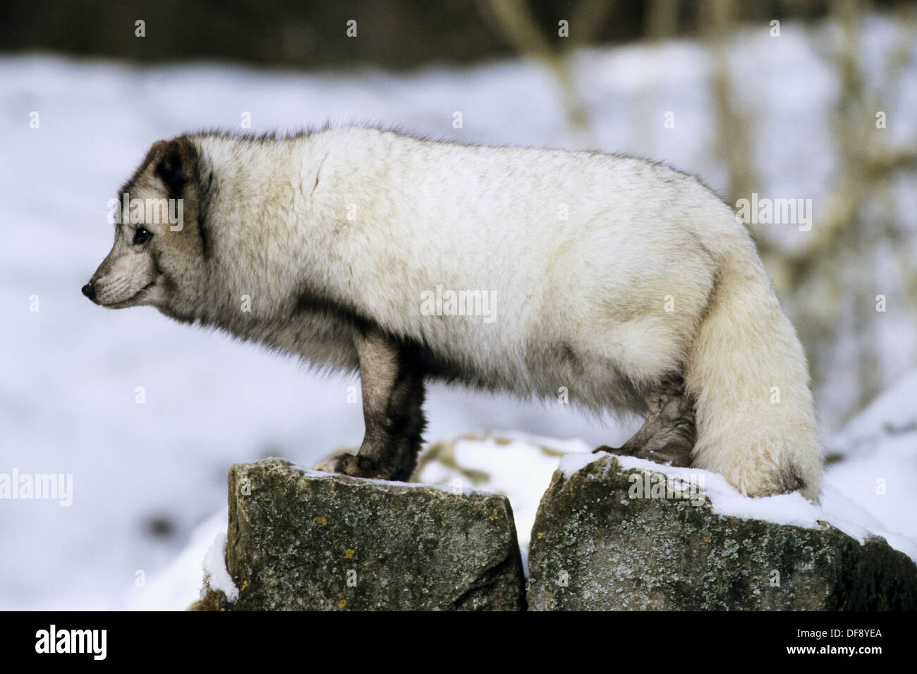 Arctic fox winter coat with prey hi-res stock photography and images ...