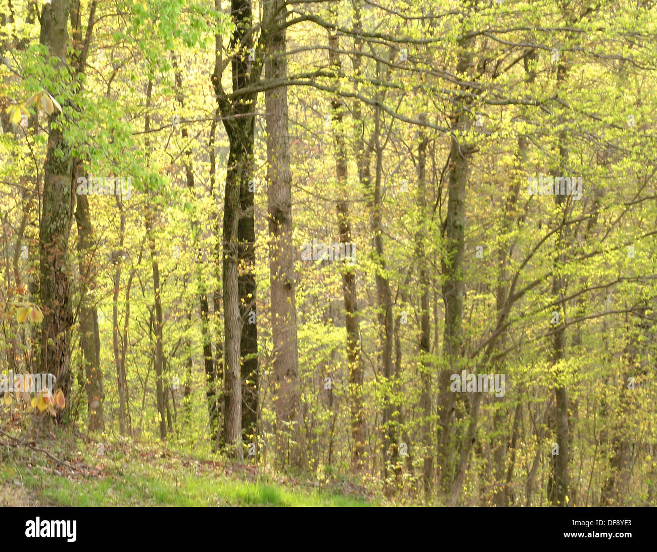 Oak hickory forest hi-res stock photography and images - Alamy