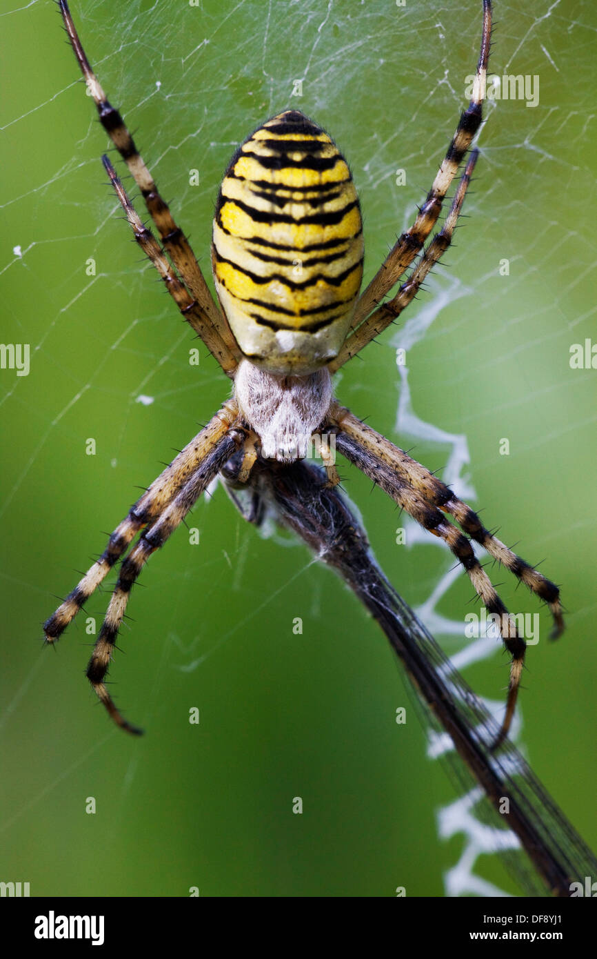 Most poisonous spider of germany hi-res stock photography and images ...