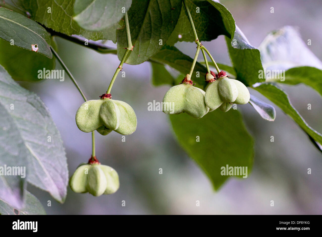 European Spindle-tree Euonymus europaeus, twig with immature fruits ...