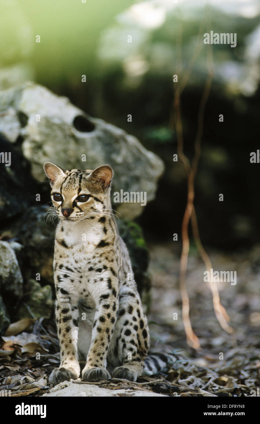 Wild margay cat leopardus wiedii hi-res stock photography and images ...