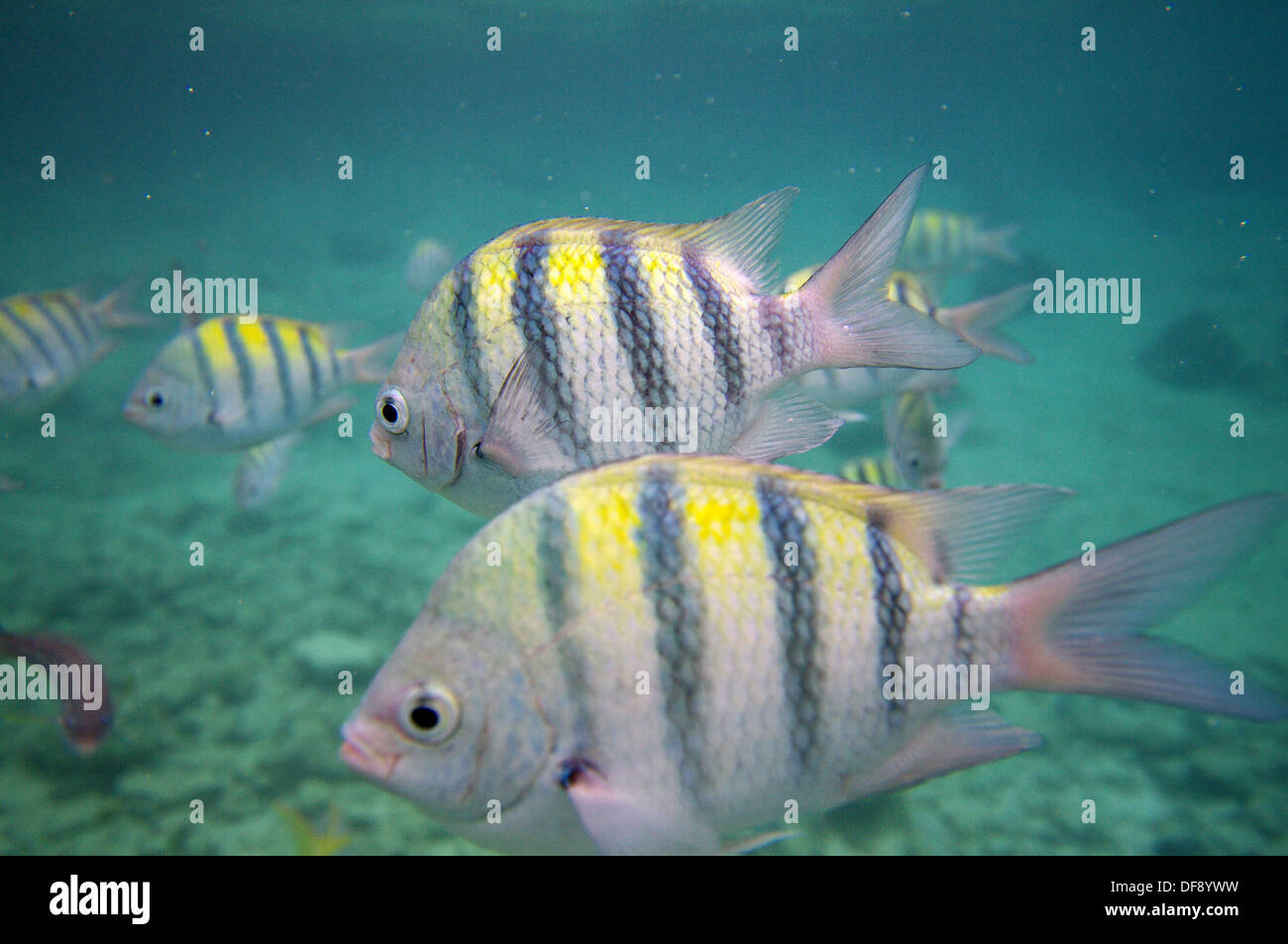 Sergeant major fish in Bay of Pigs, Cuba Stock Photo - Alamy