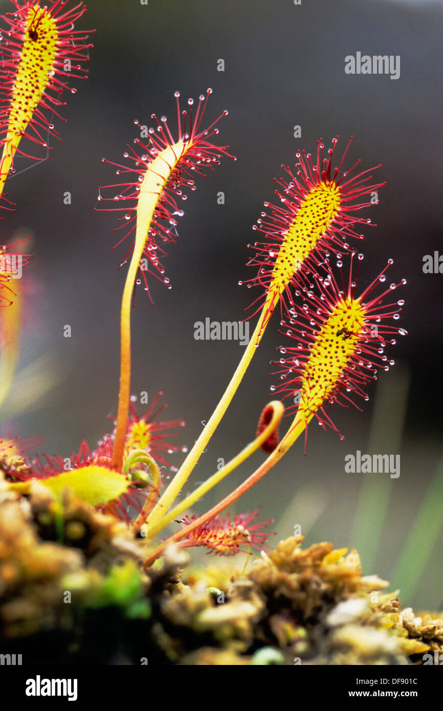 Drosera binata leaf hi-res stock photography and images - Alamy