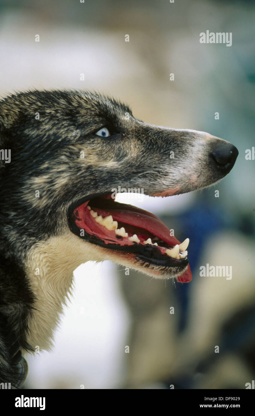 Greyhound canada hi-res stock photography and images - Alamy