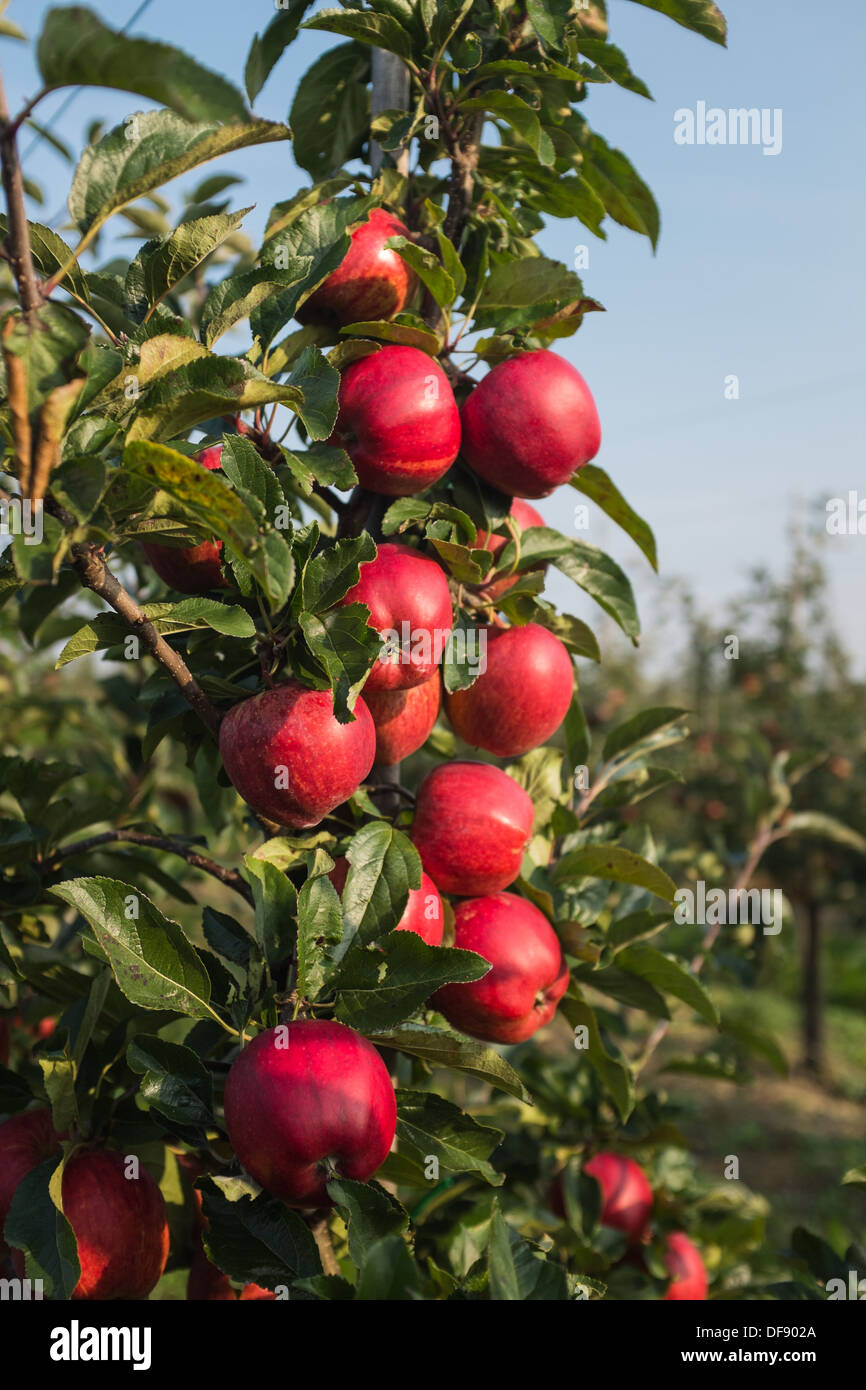Apples trees orchard hi-res stock photography and images - Alamy