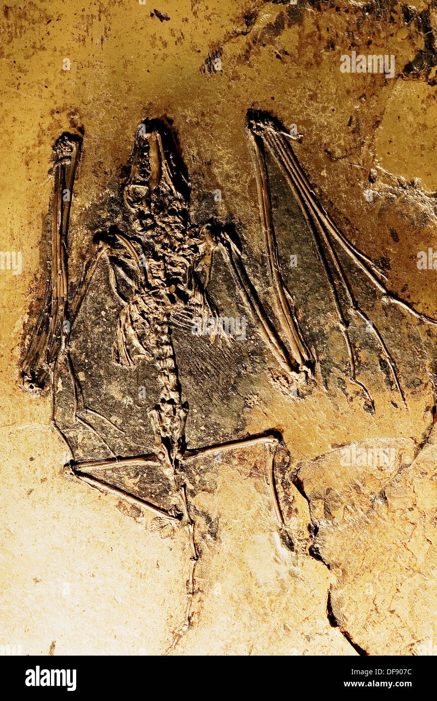 Bat fossil hi-res stock photography and images - Alamy