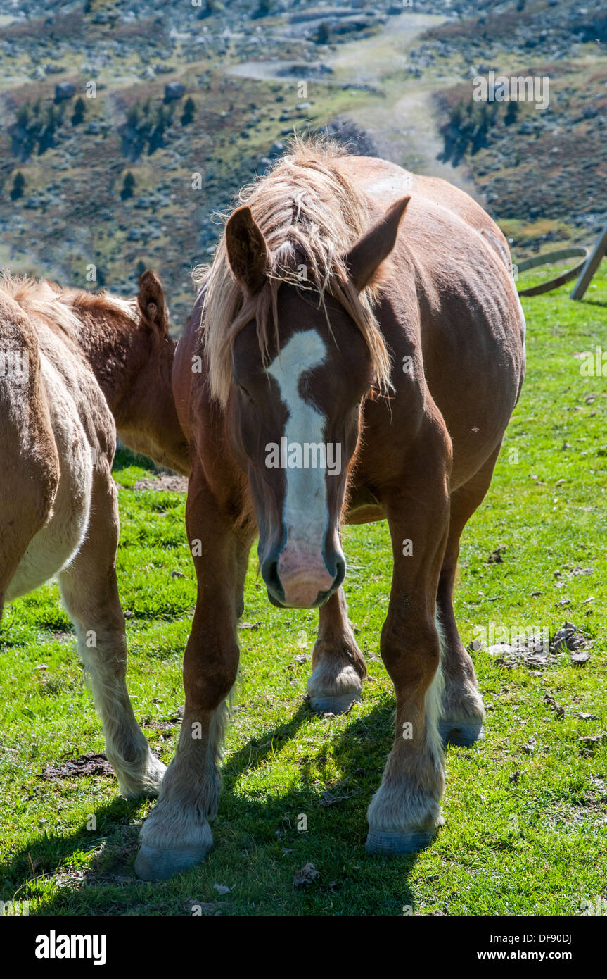 little mare with her mother surrounded by mountains and vegetation ...