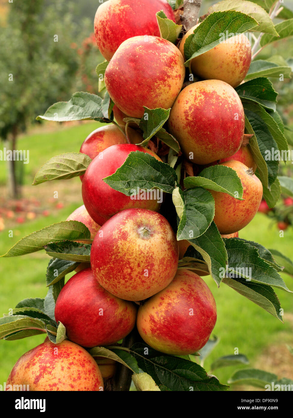 Apple, 'Norfolk Royal Russet', variety growing on tree, fruit red ...