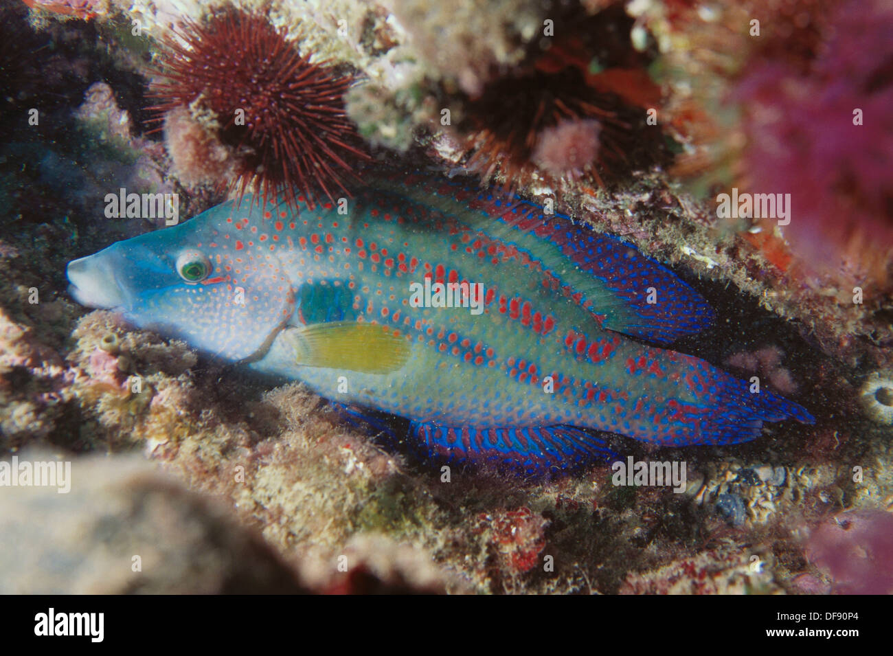 East atlantic peacock wrasse hi-res stock photography and images - Alamy